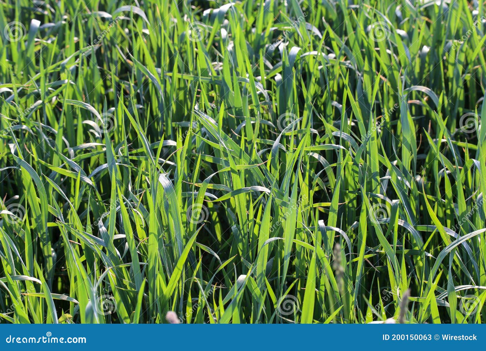 Captura Aproximada De Relva Verde-clara Imagem de Stock - Imagem de ...