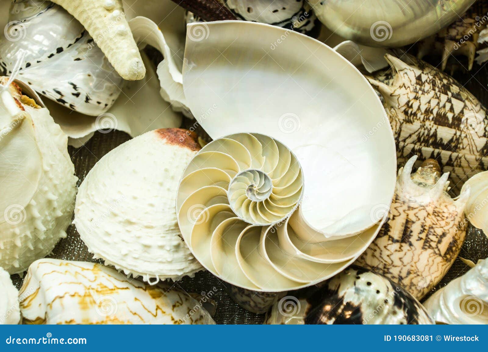 Captura Aproximada De Uma Concha Branca Aberta Imagem de Stock - Imagem ...