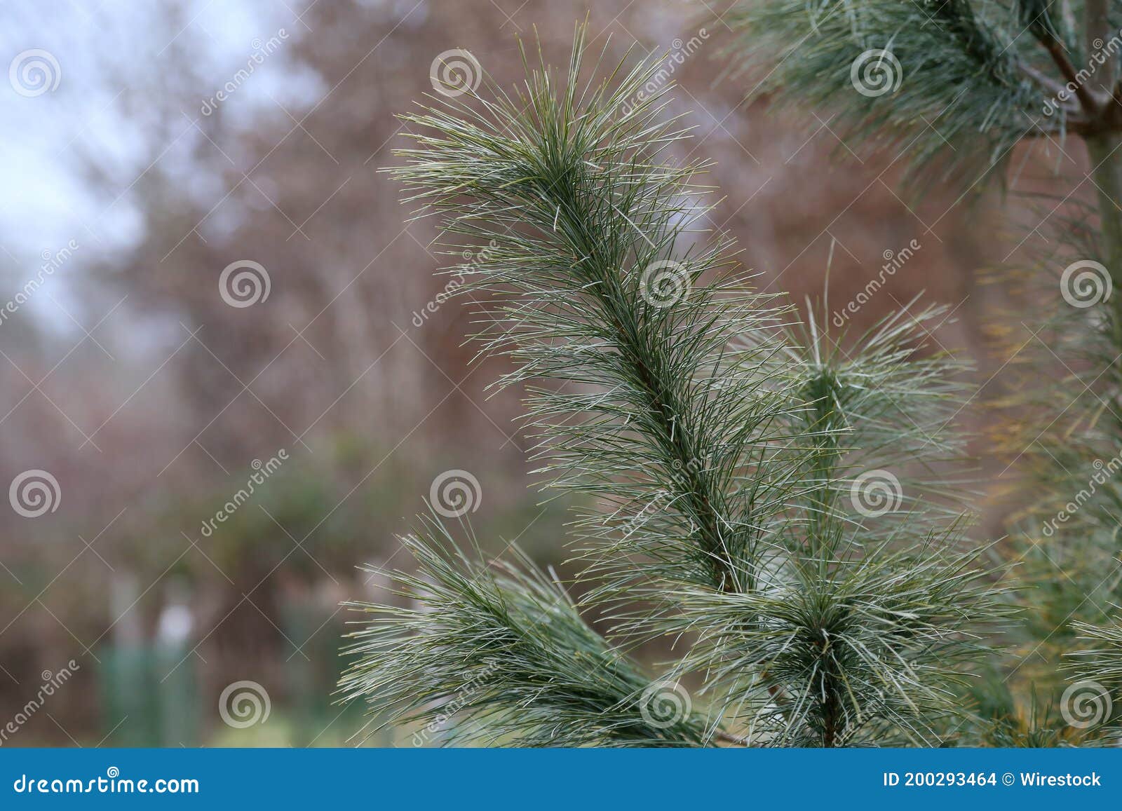 Captura De Cierre De Ramas De Pinos Foto de archivo - Imagen de verde ...