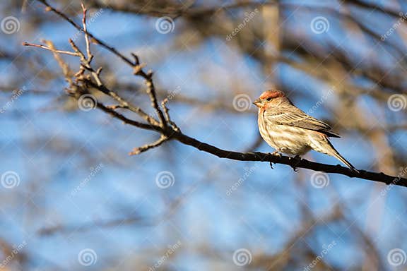 Captura De Pantalla De Un Tierno Y Esponjoso Podrido Rojillo Sobre Una ... Captura De Pantalla De Un Tierno Y Esponjoso Podrido Rojillo Sobre Una ...
