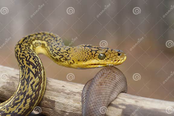 Captura De Pantalla De Un Timor Python Malayopython Timoriensis Arrastrándose En Un árbol Imagen ...