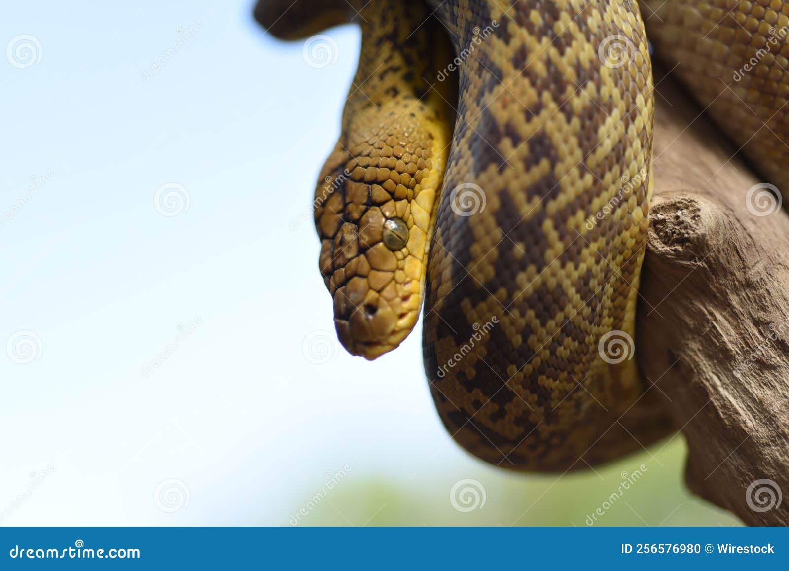 Captura De Pantalla De Un Timor Python Malayopython Timoriensis Arrastrándose En Un árbol Foto ...