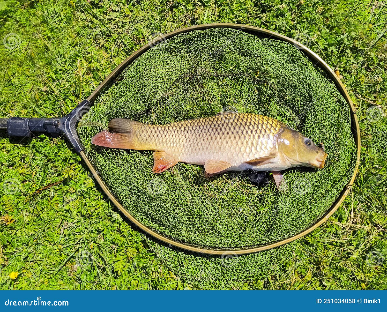 Captura De Peixe Numa Rede De Peixes Com Erva Verde Foto de Stock ...