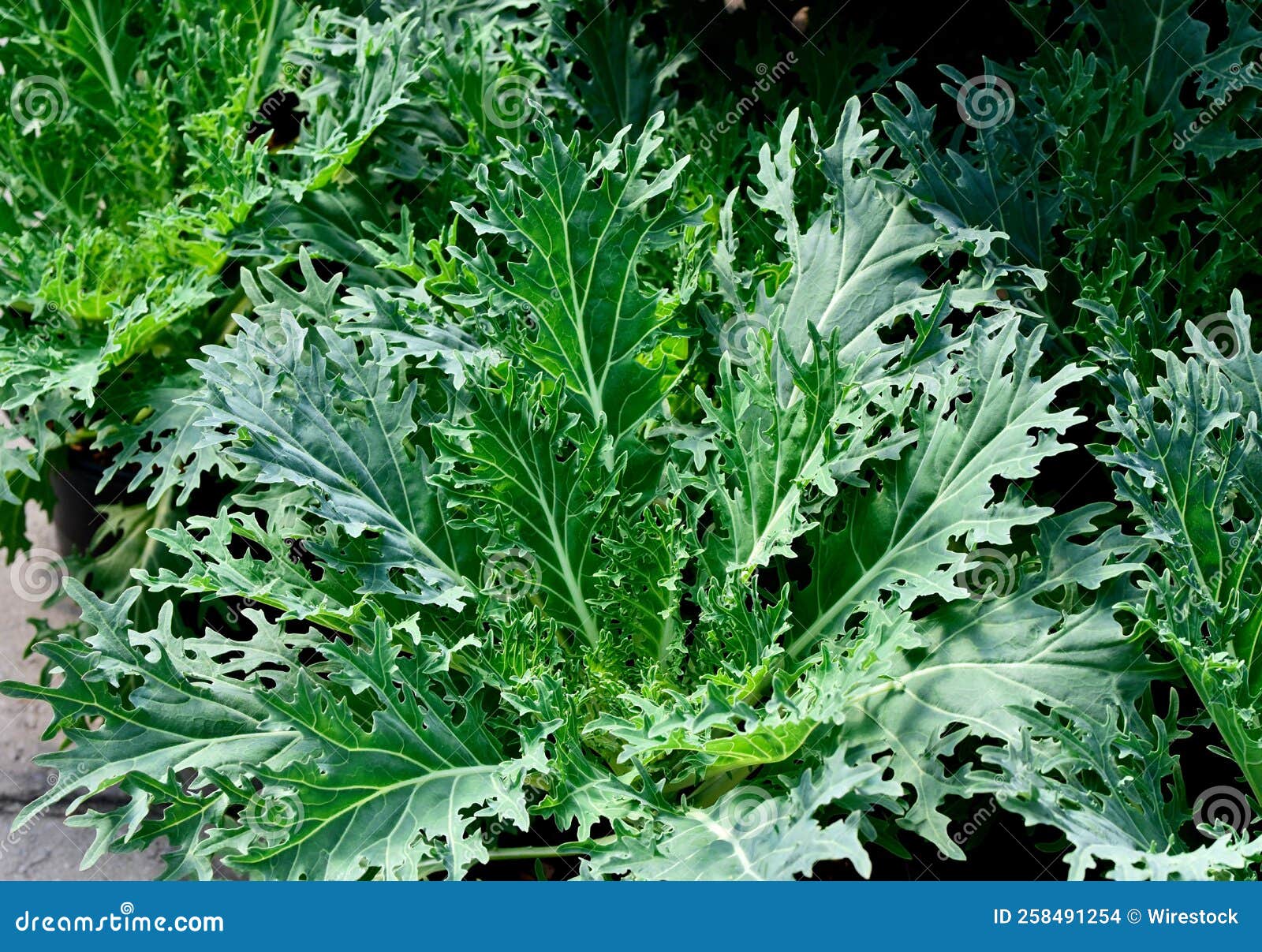 Captura De Una Planta De Kale Foto de archivo - Imagen de travieso ...