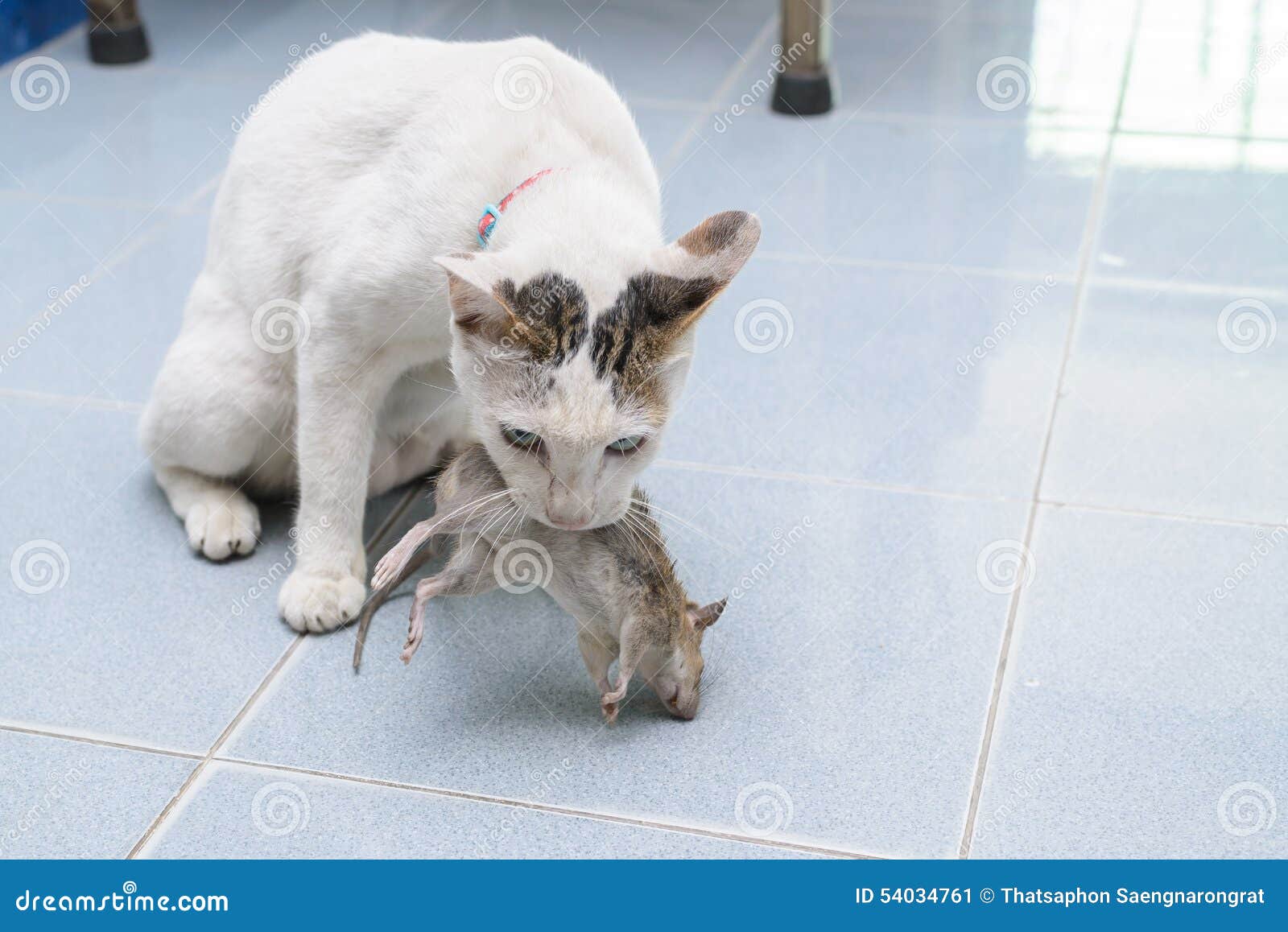 Captura Do Gato E Rato Da Mordida, Rato Imagem de Stock - Imagem de ...