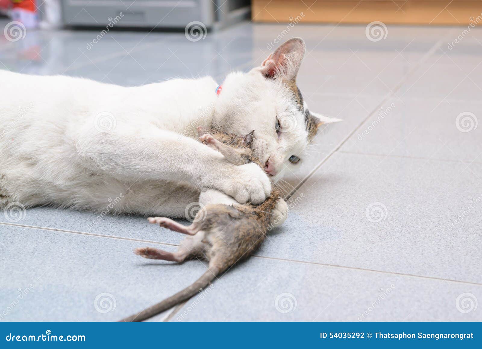 Captura Do Gato E Rato Da Mordida, Rato Foto de Stock - Imagem de ...