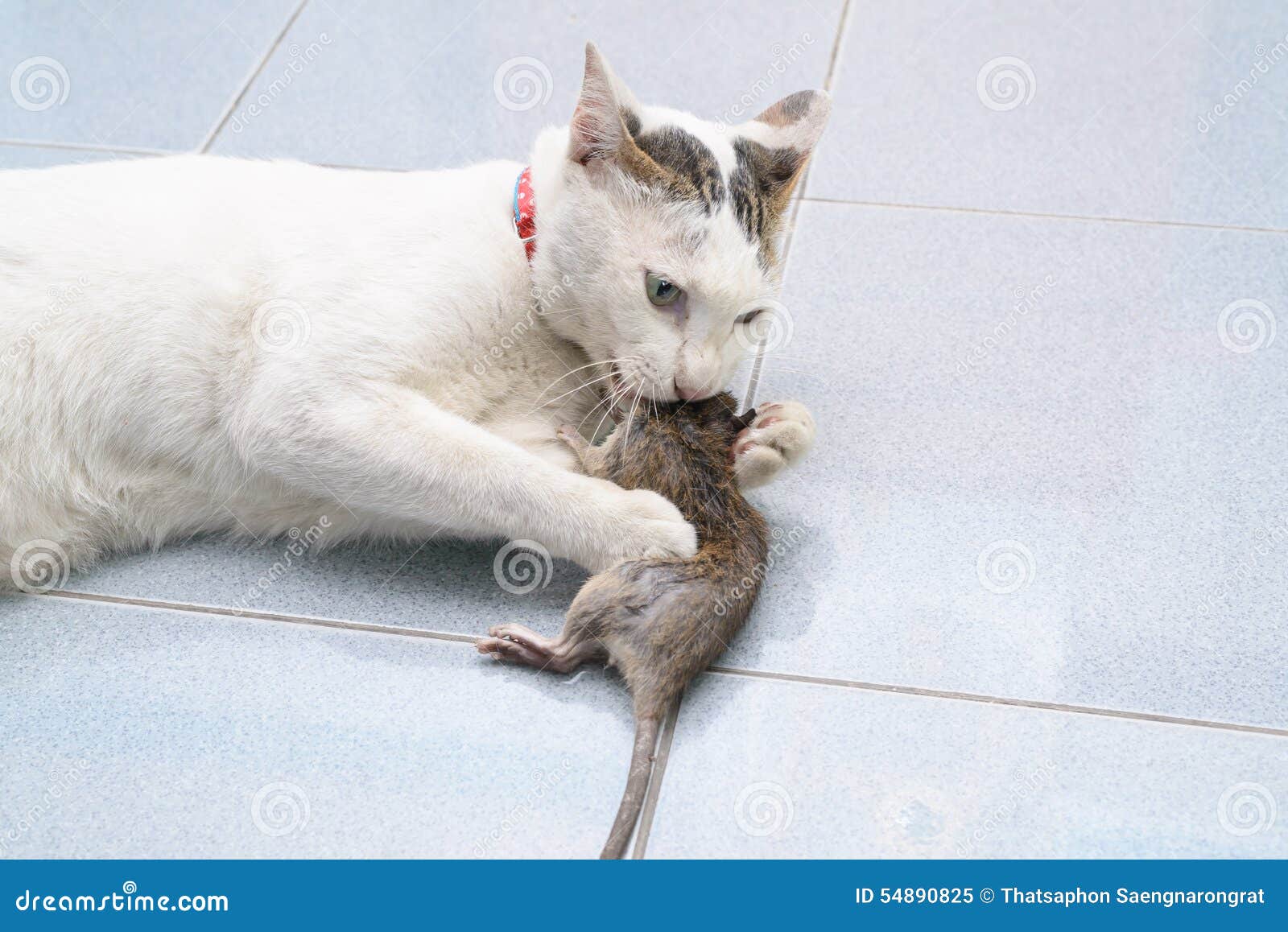 Captura Do Gato E Rato Da Mordida, Rato Imagem de Stock - Imagem de ...