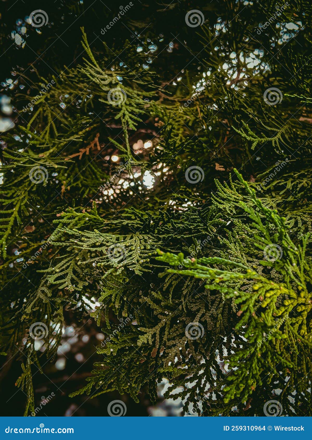 Captura Vertical De Ramas De Pino Foto de archivo - Imagen de verde ...