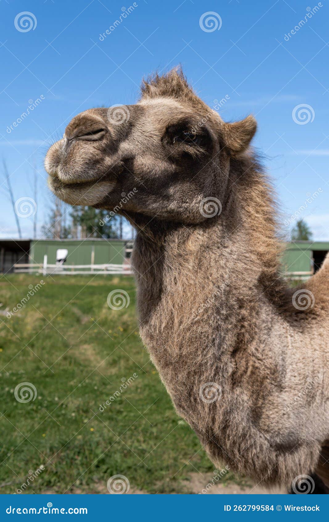 Captura Vertical De Un Camello En Un Campo Foto de archivo - Imagen de ...