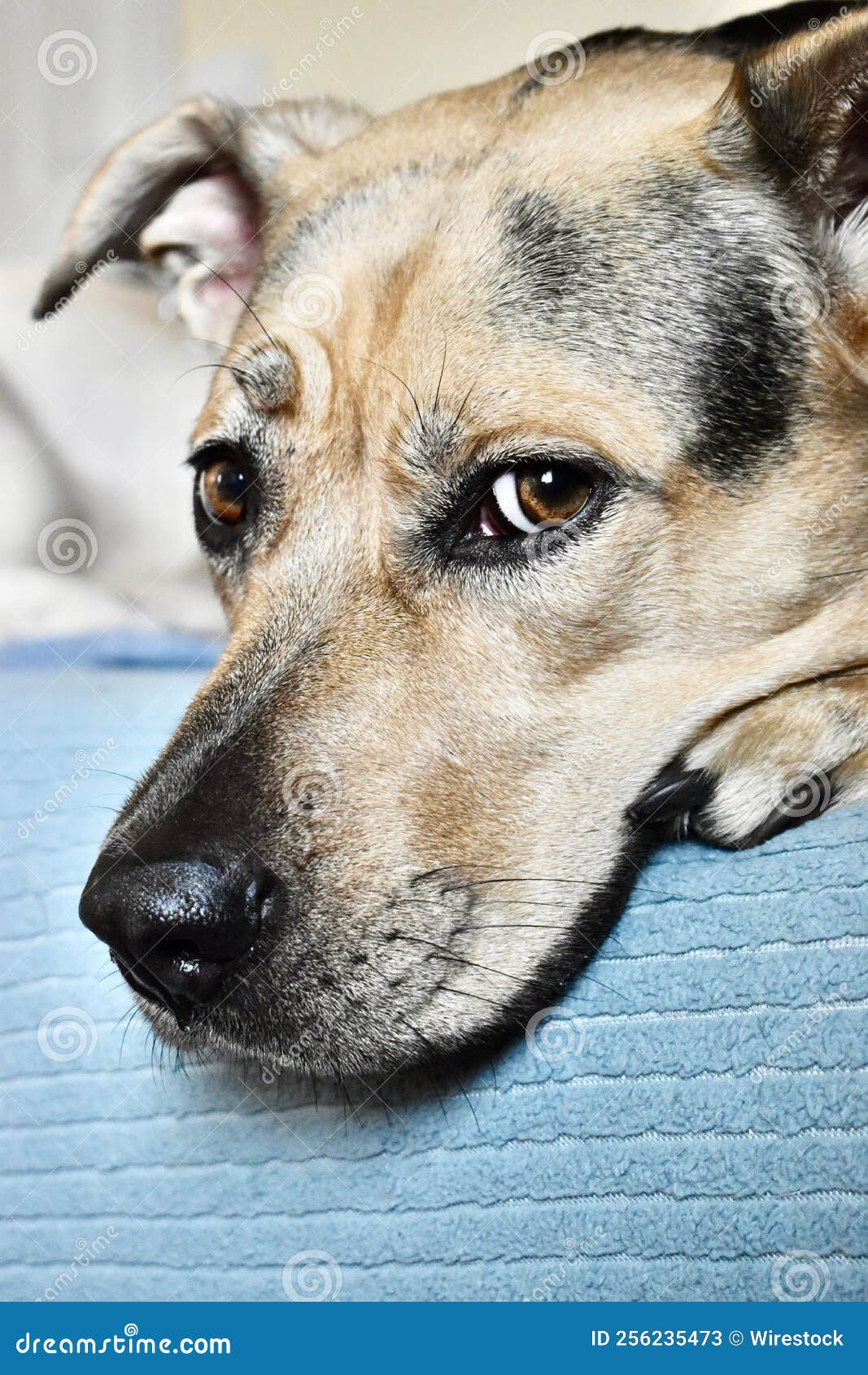 Captura Vertical De Una Adorable Cara De Perro Imagen de archivo ...