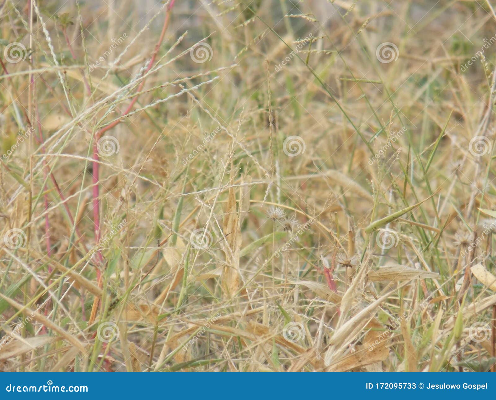 Capturan El Hermoso Pasto Seco Imagen de archivo - Imagen de capturado ...