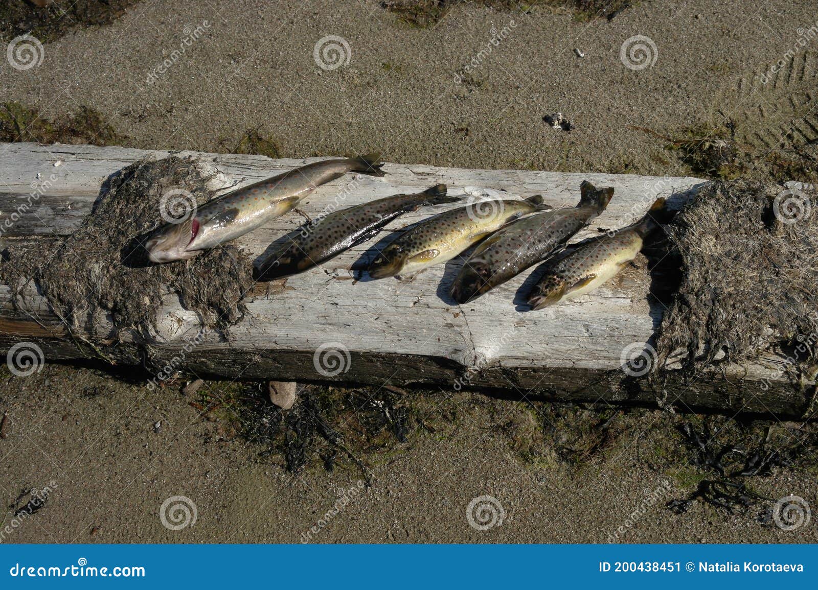 Capturas de truta fluvial imagem de stock. Imagem de alimento - 200438451