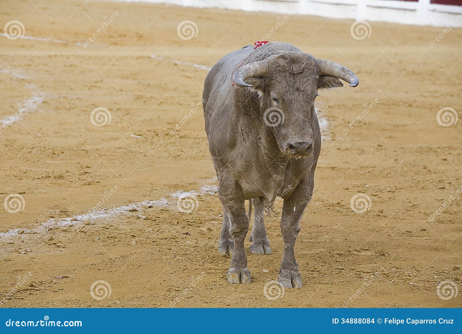 Capture of the Figure of a Brave Bull in a Bullfight Stock Photo ...