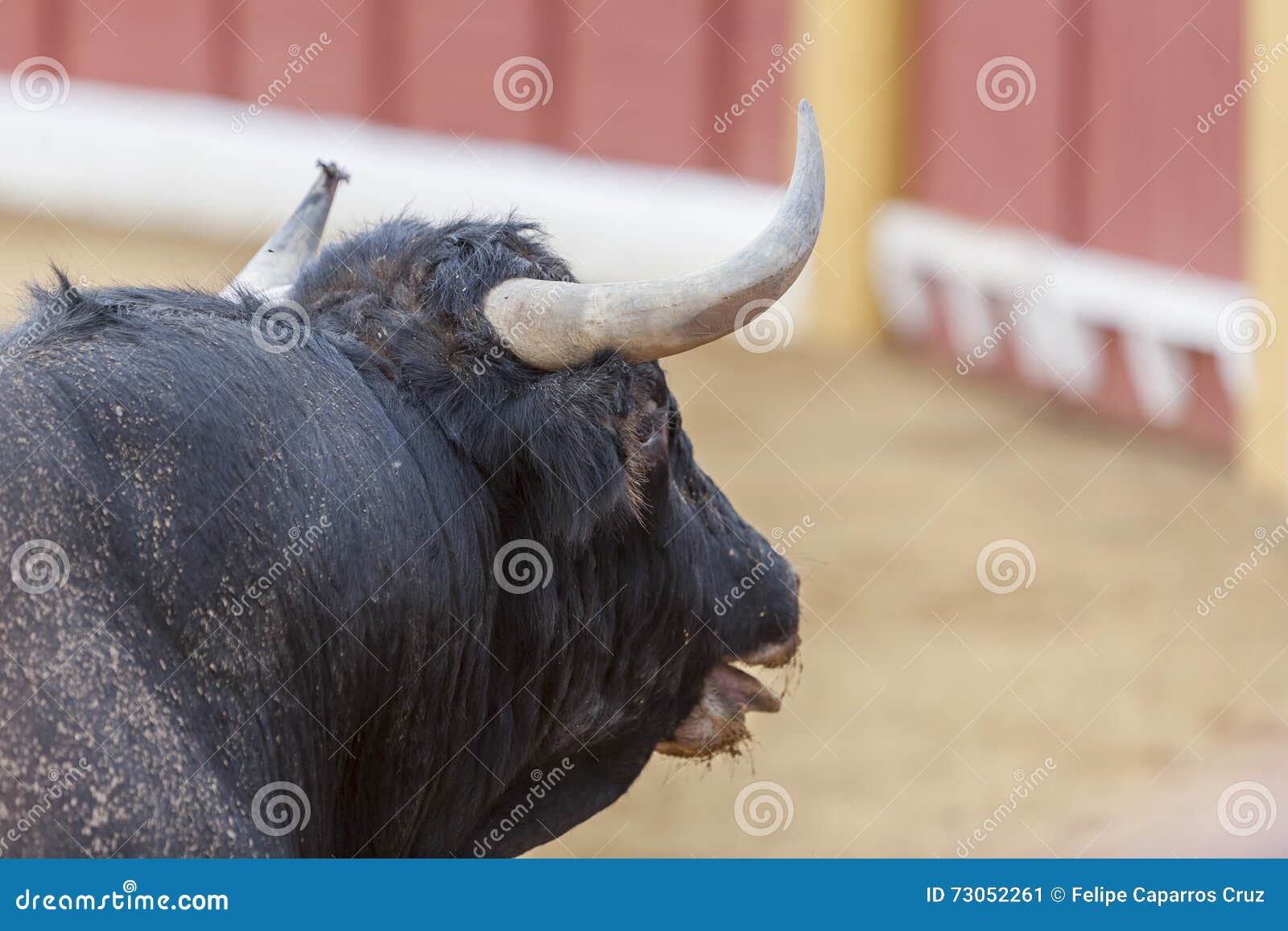 Capture of the Figure of a Brave Bull in a Bullfight Stock Image ...