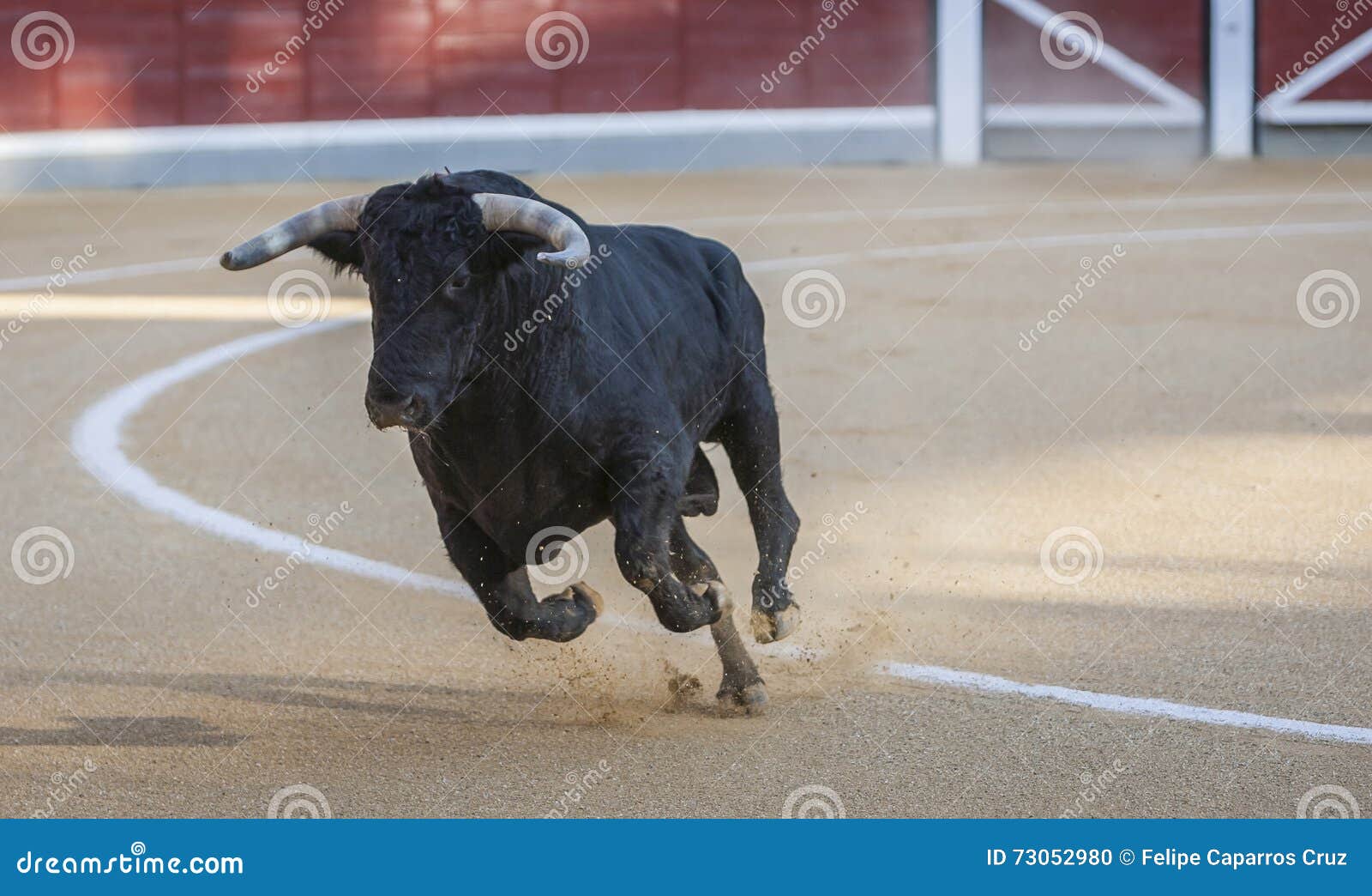 Capture of the Figure of a Brave Bull in a Bullfight Editorial Image ...