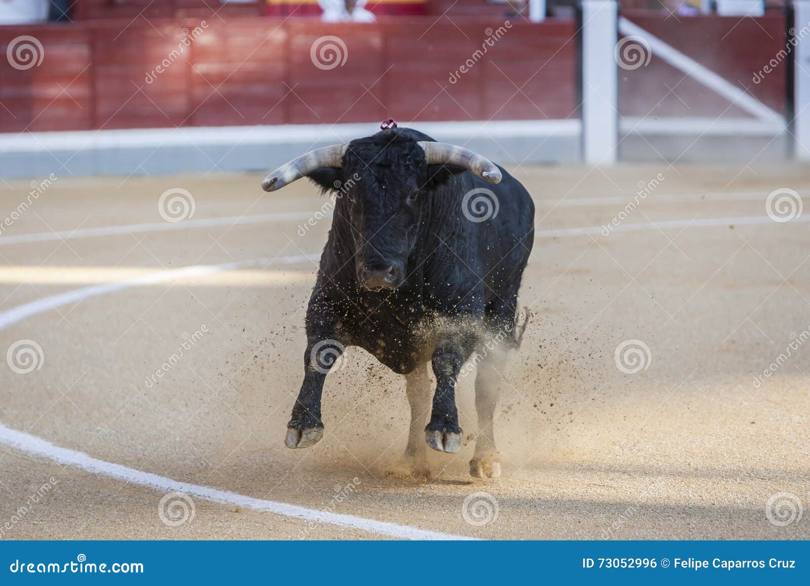 Capture of the Figure of a Brave Bull in a Bullfight Stock Photo ...