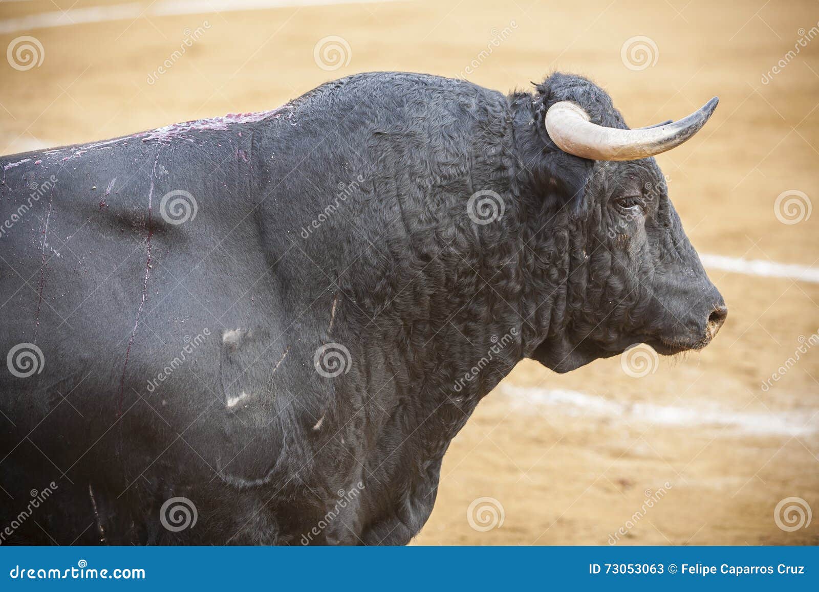 Capture of the Figure of a Brave Bull in a Bullfight Stock Image ...