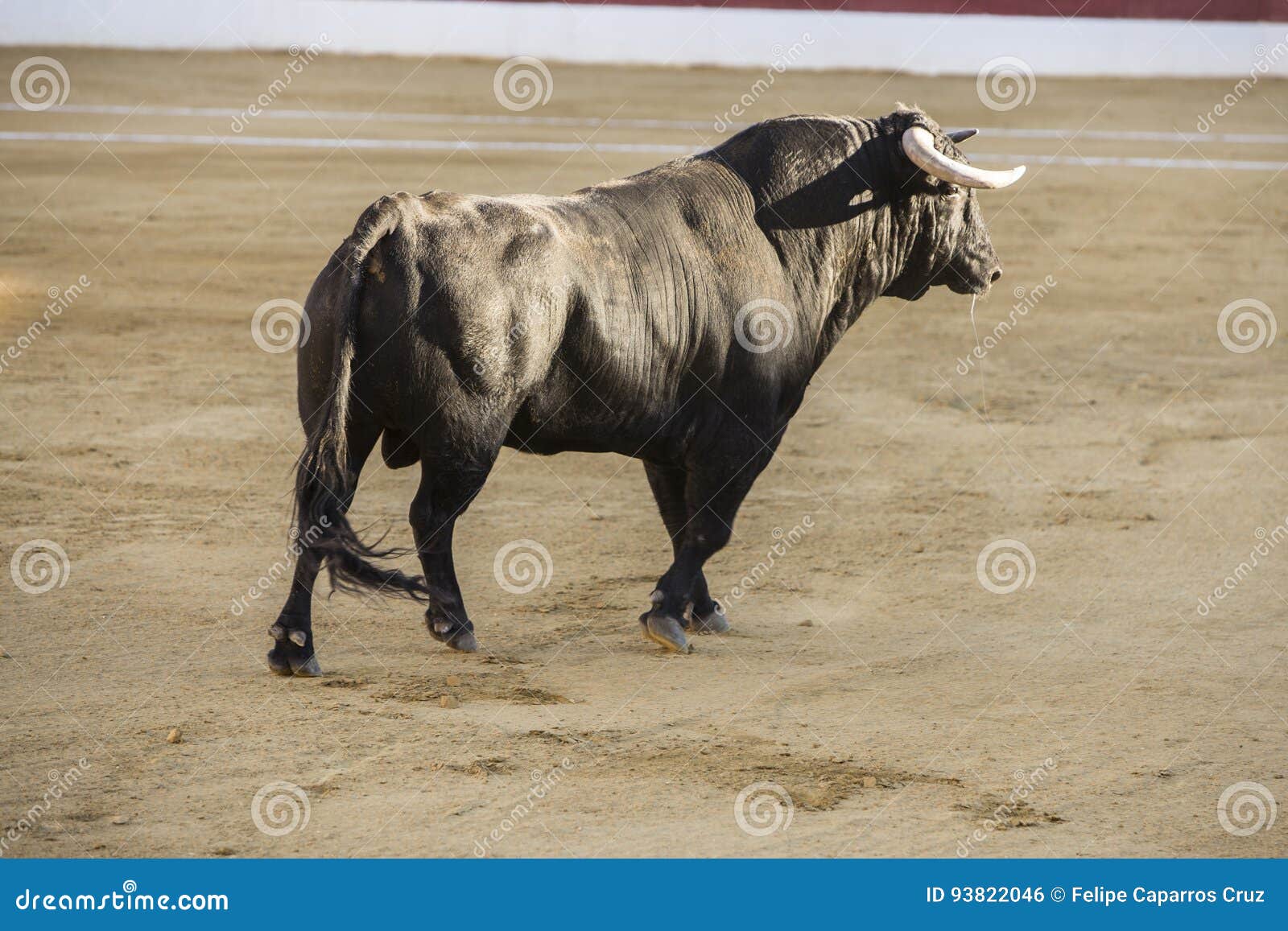 Capture of the Figure of a Brave Bull in a Bullfight Stock Photo ...