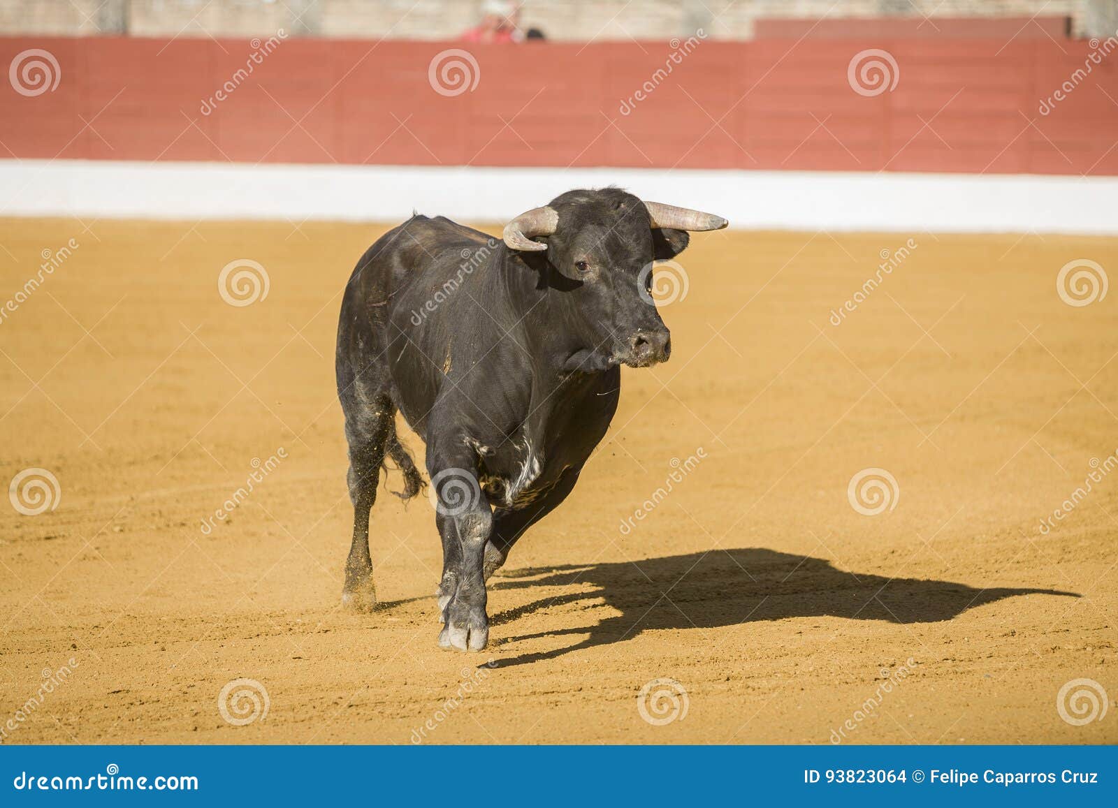 Capture of the Figure of a Brave Bull in a Bullfight Stock Photo ...