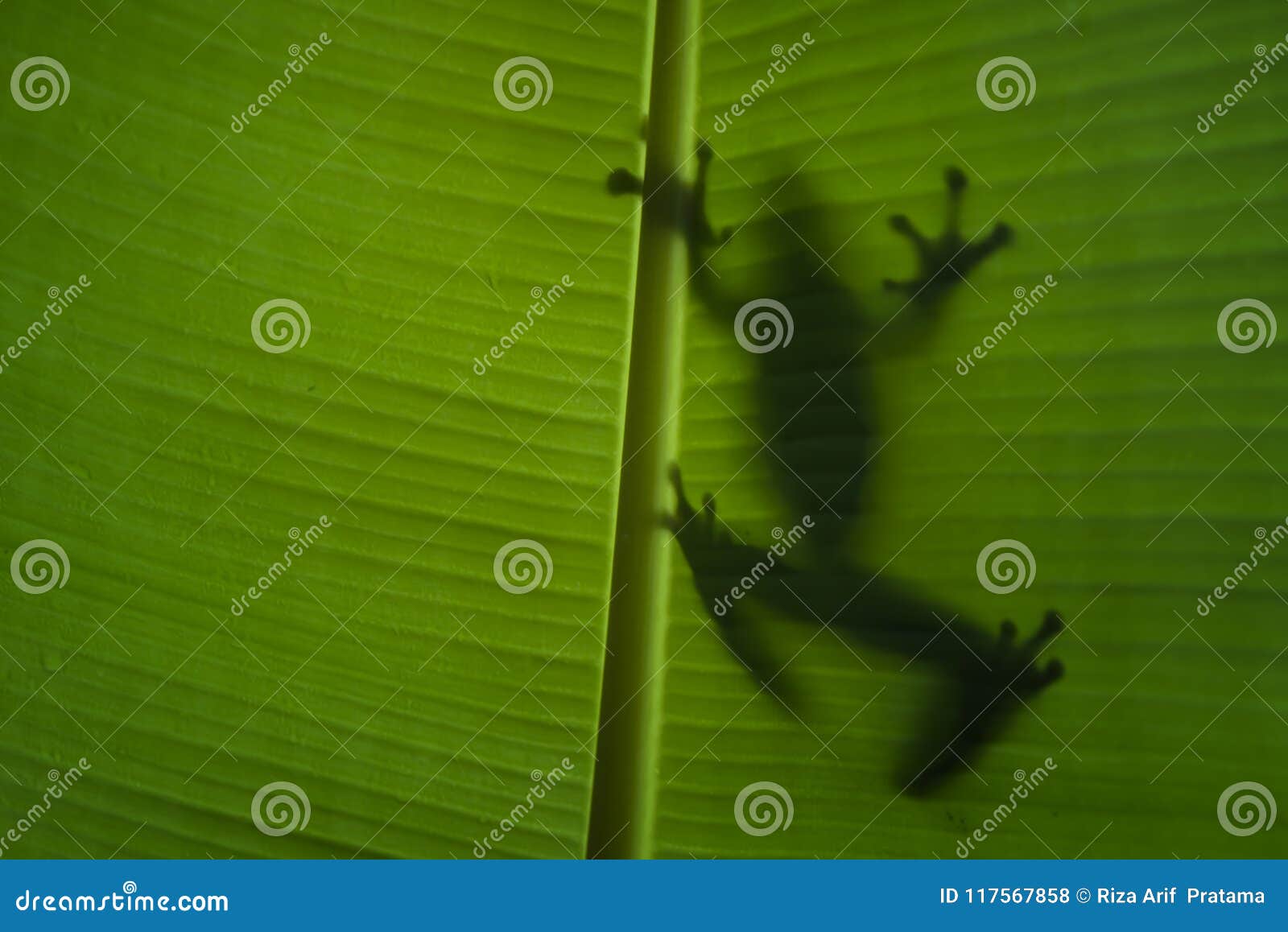 Shadow Frog stock photo. Image of capture, frog, angle - 117567858