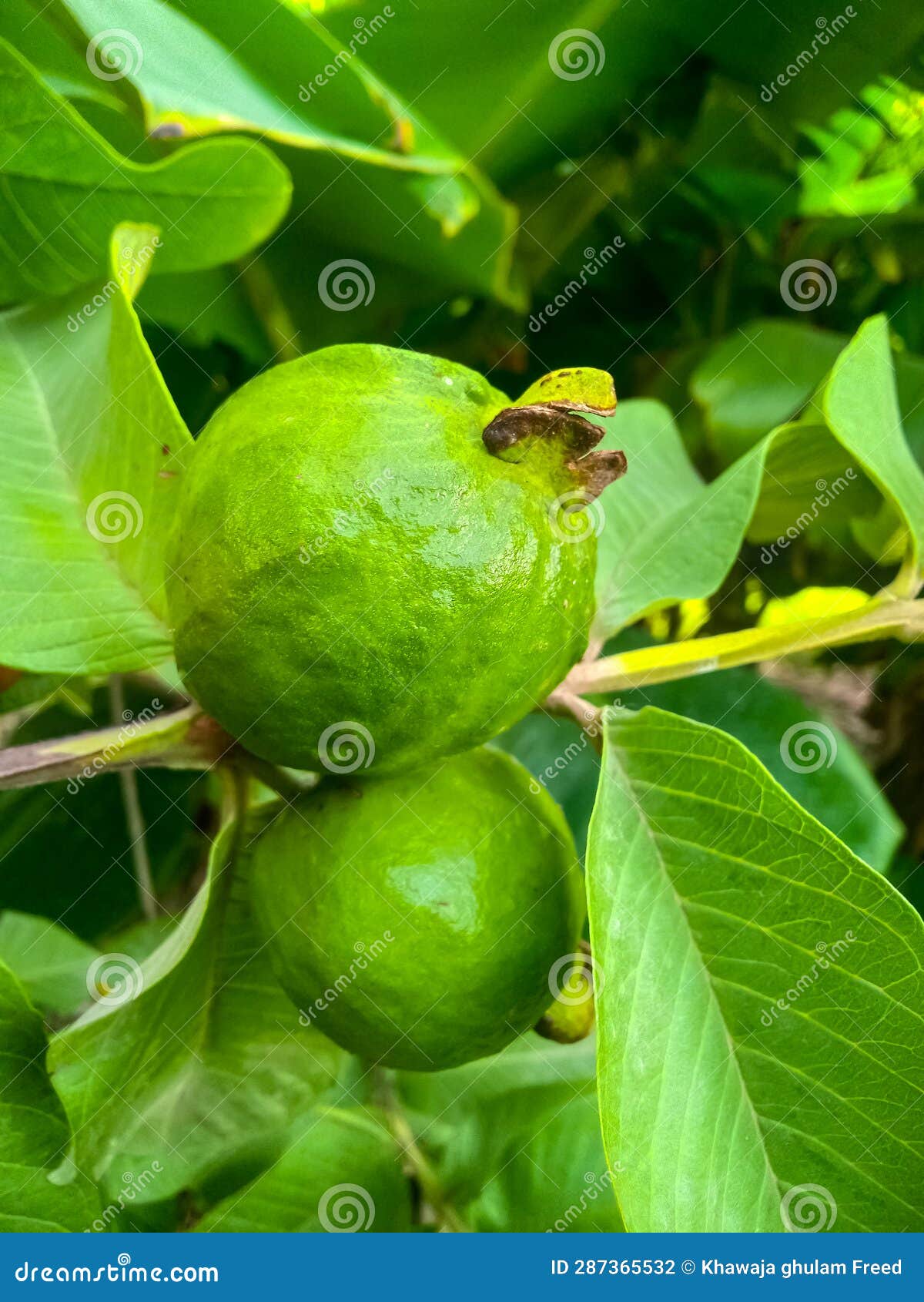 Capture of Guavas Hanging on the Tree S Branch. Hanging Guava Fruit ...