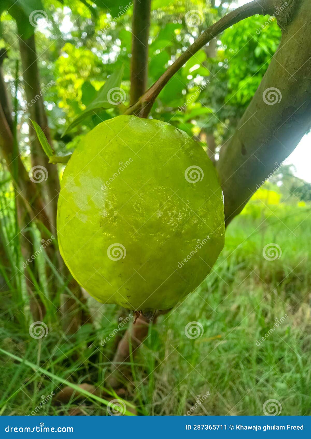 Capture of Guavas Hanging on the Tree S Branch. Hanging Guava Fruit ...