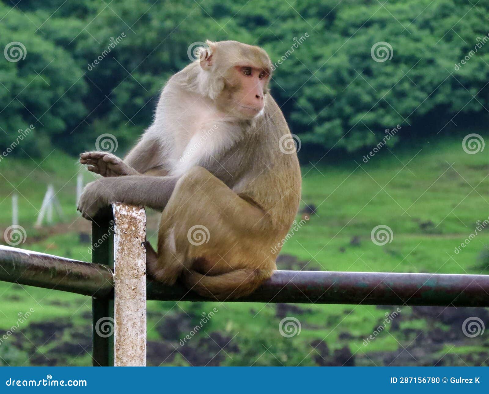 Curious Monkey Looking Away Stock Photo - Image of wonders, expression ...