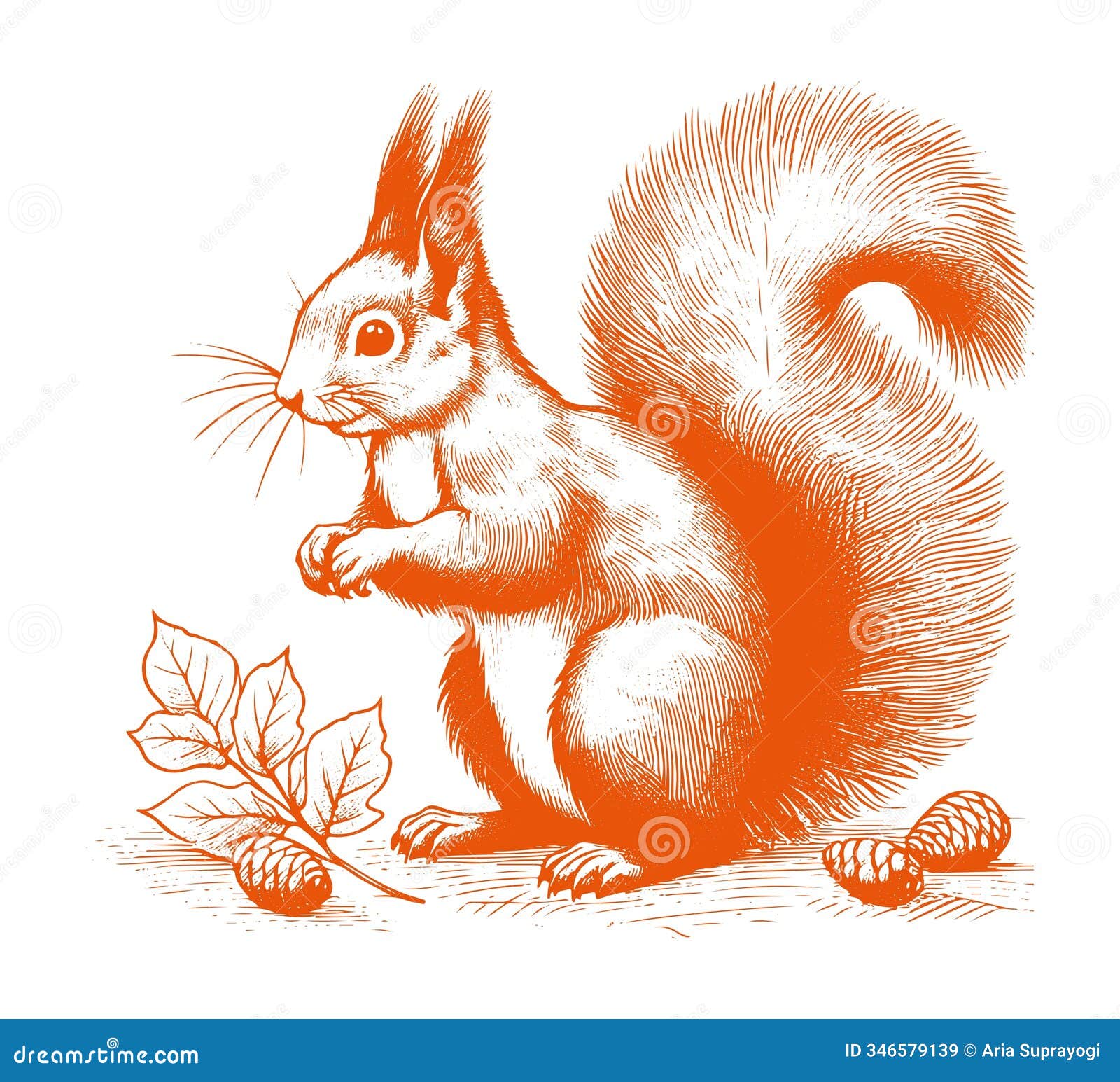 Red Squirrel Hand Drawn Vintage Vector Stock Illustration ...