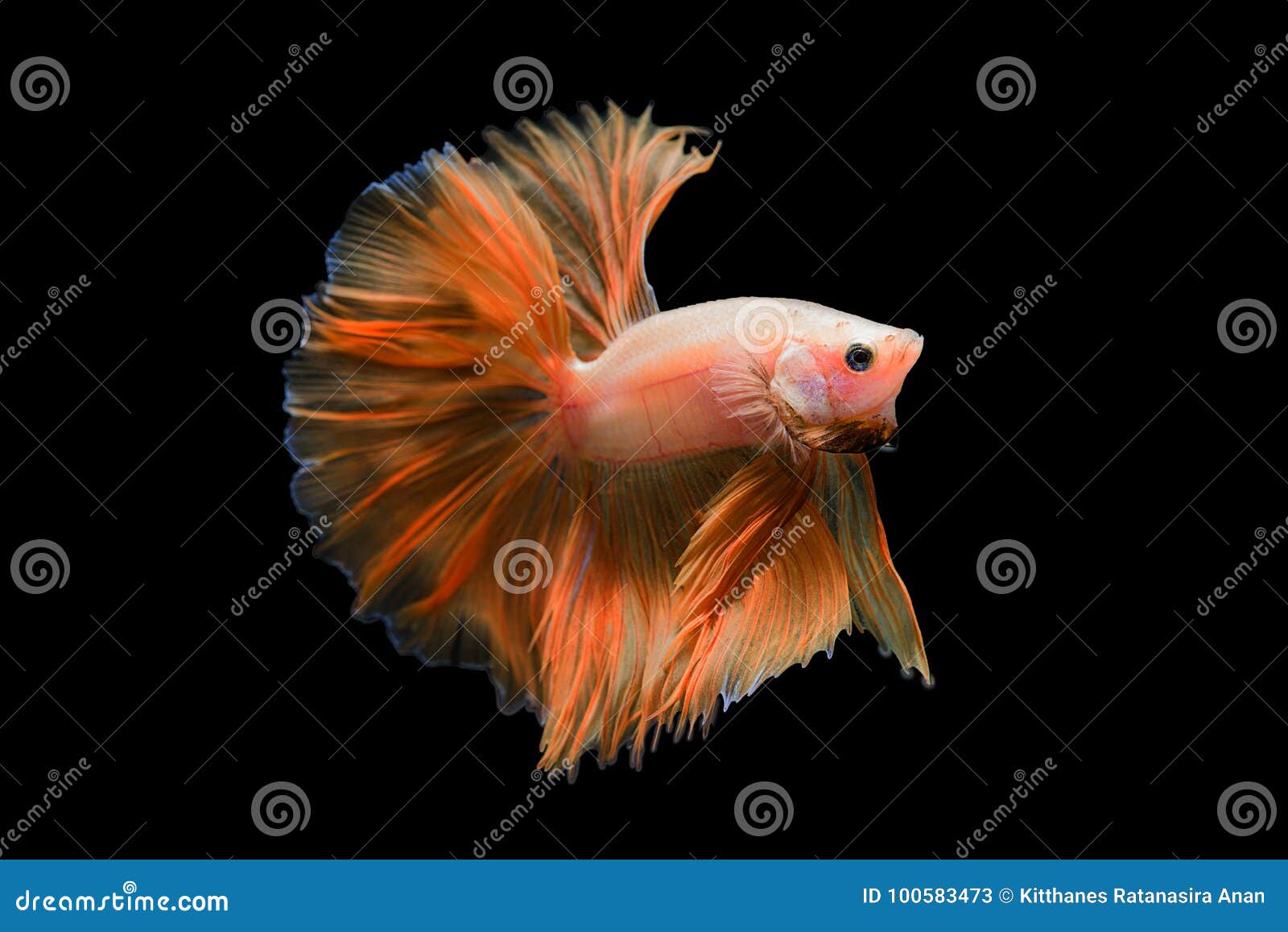 Orange Siamese Fighting Fish Stock Image - Image of water, orange ...