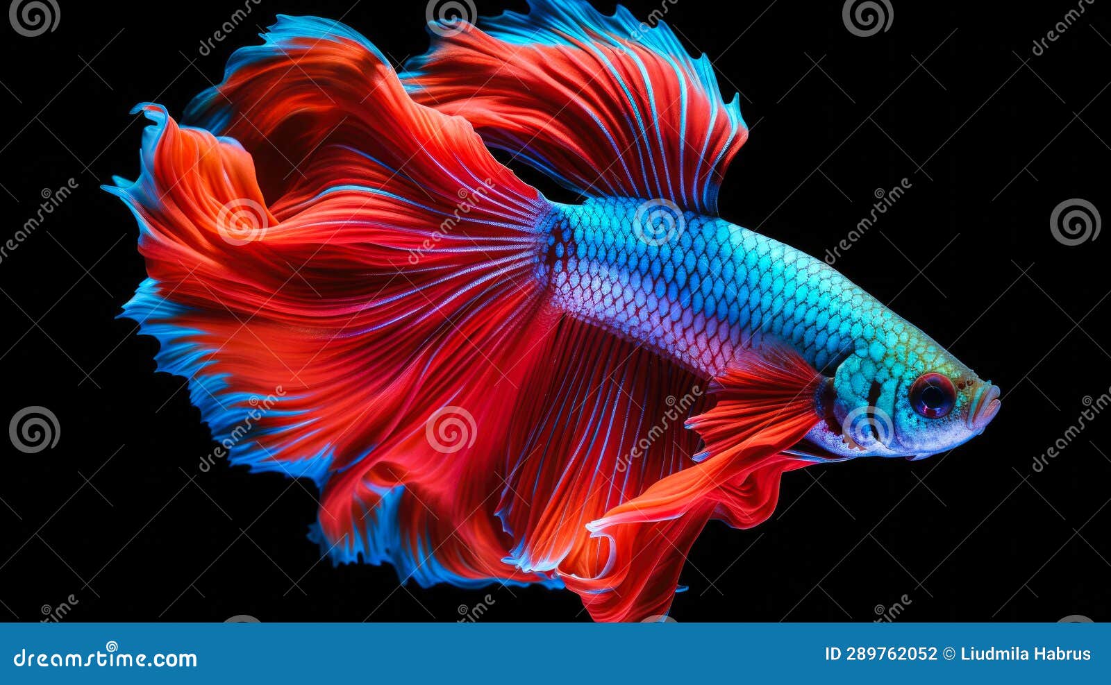 Capture the Moving Moment of Red Blue Siamese Fighting Fish on Black ...