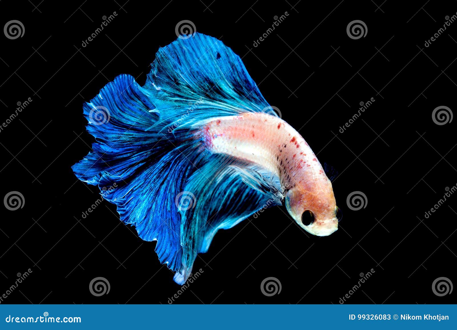 Capture the Moving Moment of White Siamese Fighting Fish Isolate Stock ...