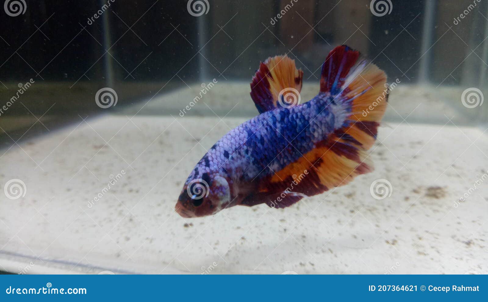 Capture the Moving Moments of Multi-colored Betta Fish, Betta Fish ...