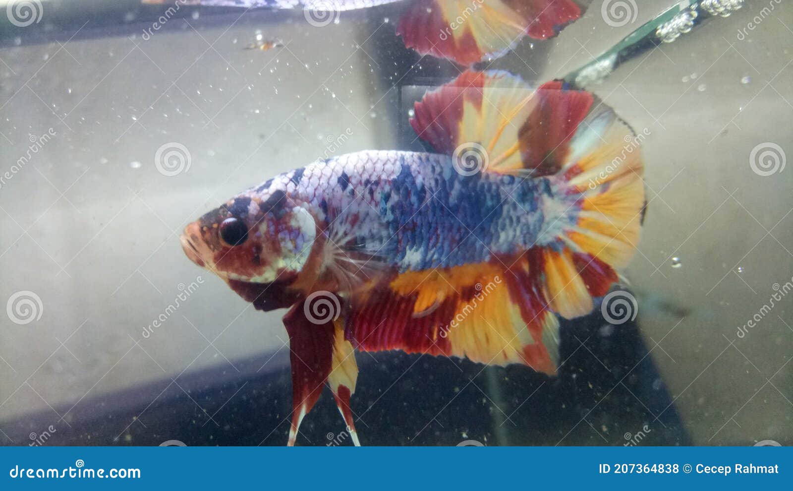 Capture the Moving Moments of Multi-colored Betta Fish, Betta Fish ...