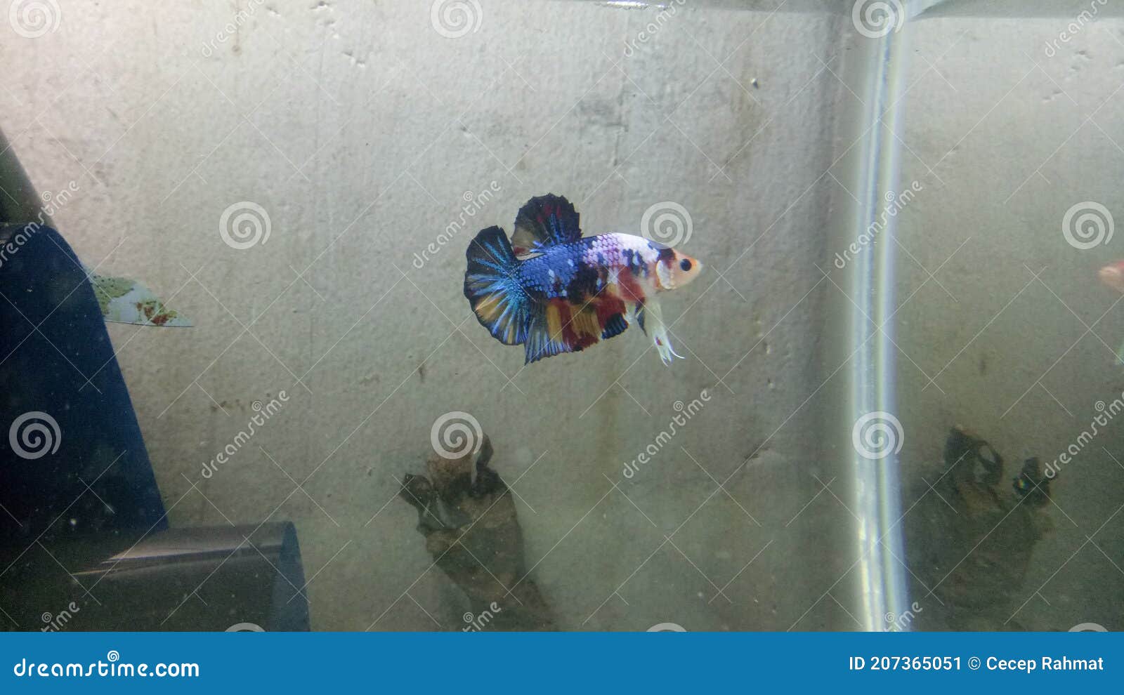 Capture the Moving Moments of Multi-colored Betta Fish, Betta Fish ...
