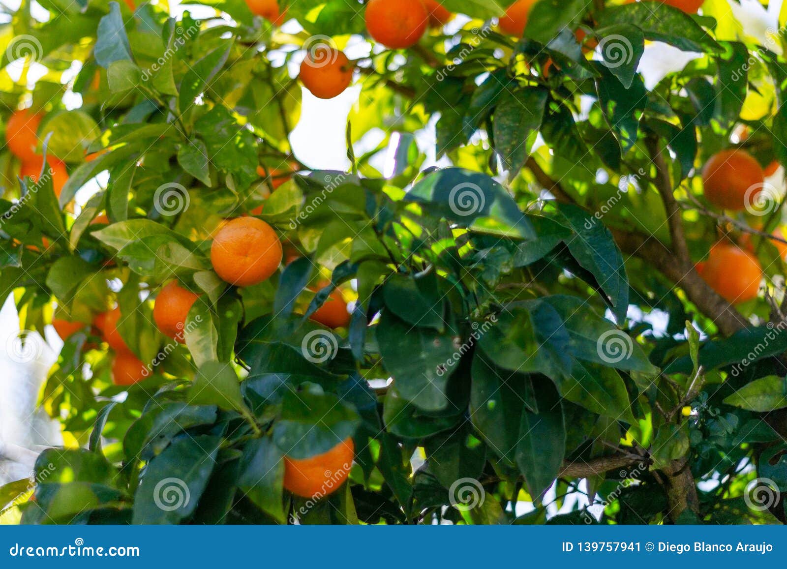 Oranges on the tree stock image. Image of capture, oranges - 139757941