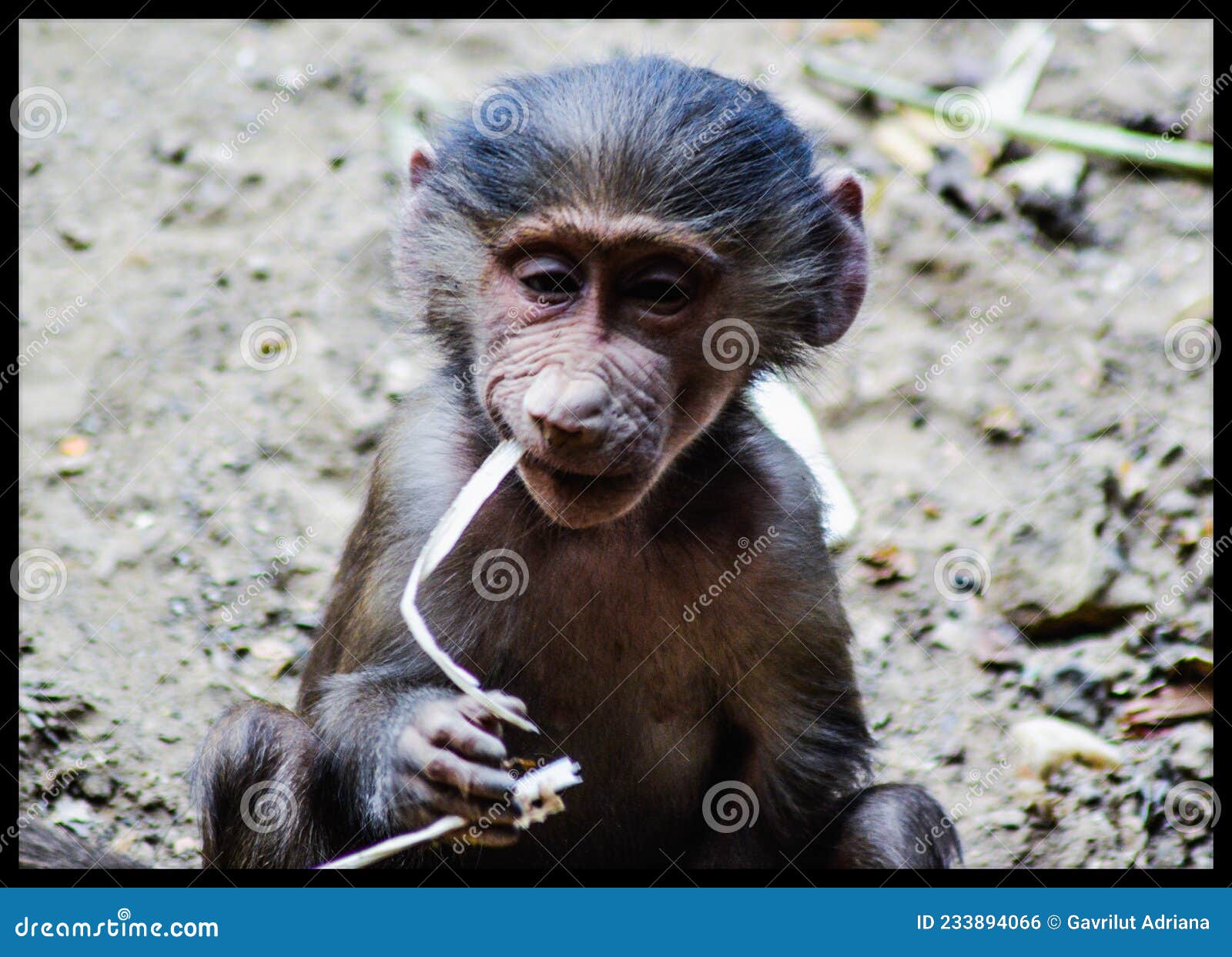 Baby Monkey Playing with a Straw Stock Photo - Image of macaque, mammal ...
