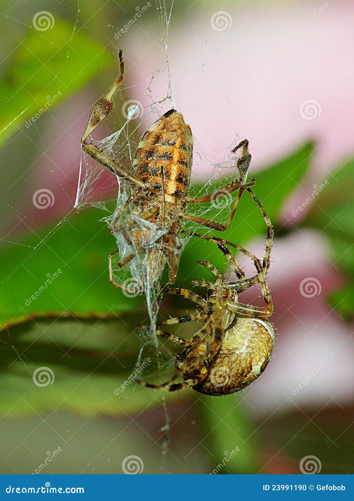 The capture of the spider stock photo. Image of beetle - 23991190