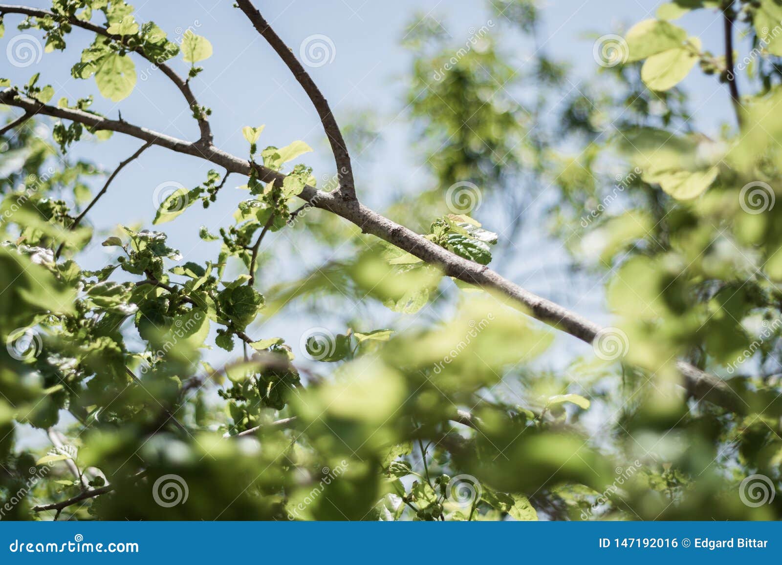 Branches of a Tree during Springtime Stock Photo - Image of bloom ...