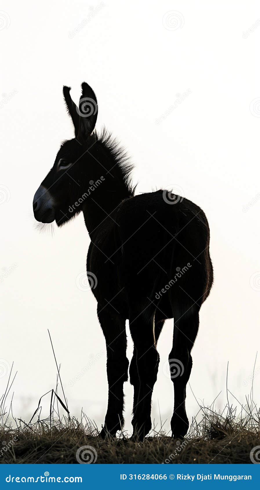 A Silhouette of a Donkey Against a White Background Stock Illustration ...