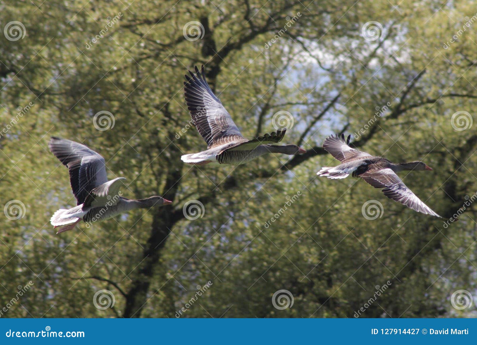 Three Flying Geese stock image. Image of anser, light - 127914427