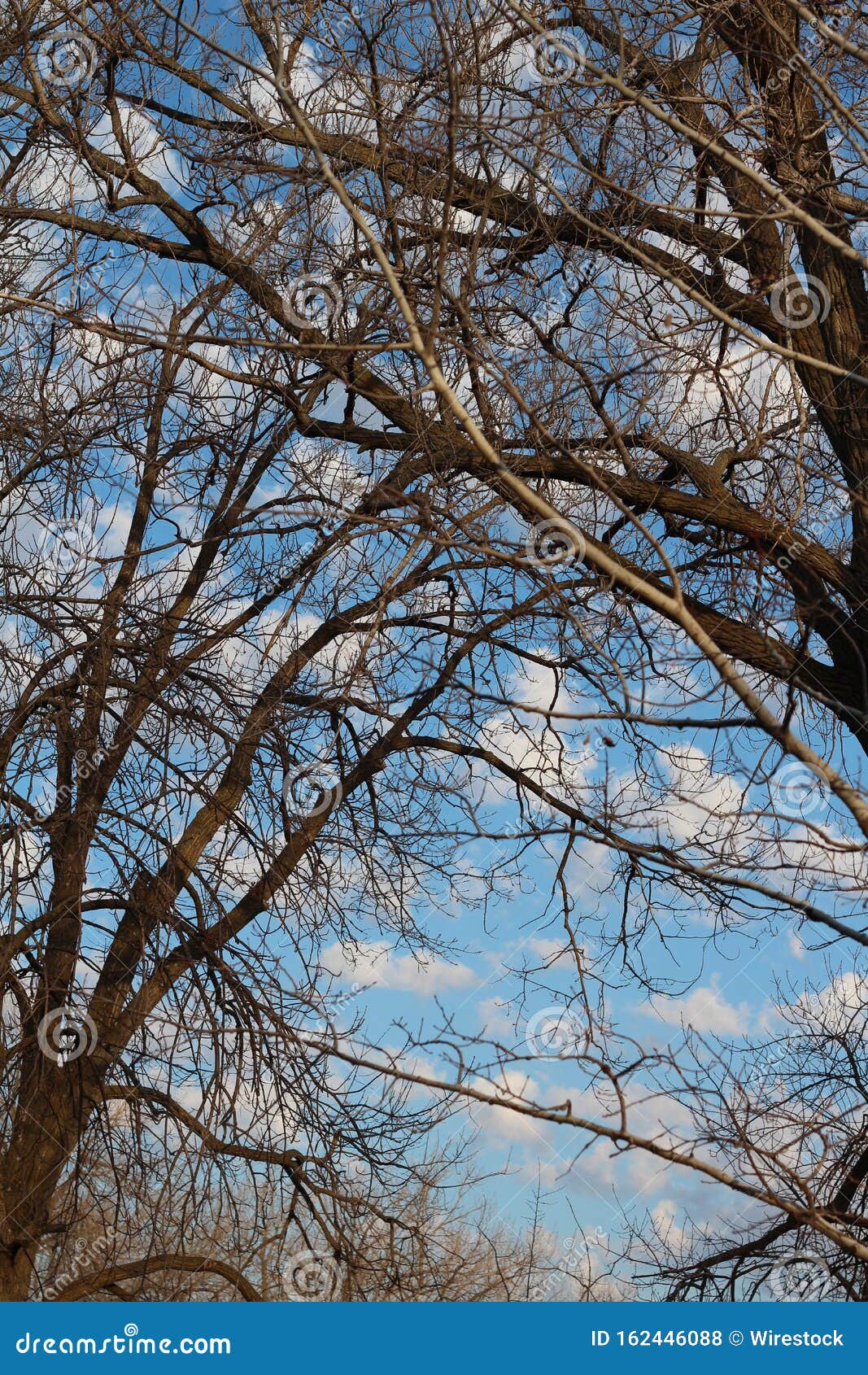 Capture Verticale De Branches D'arbres Photo stock - Image du nature ...