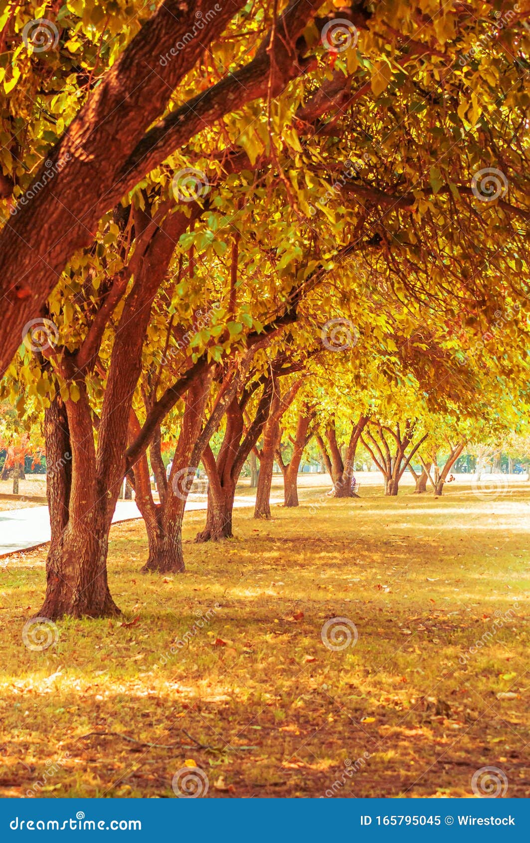 Capture Verticale Des Beaux Arbres Sur Un Terrain Couvert D'herbe Image ...