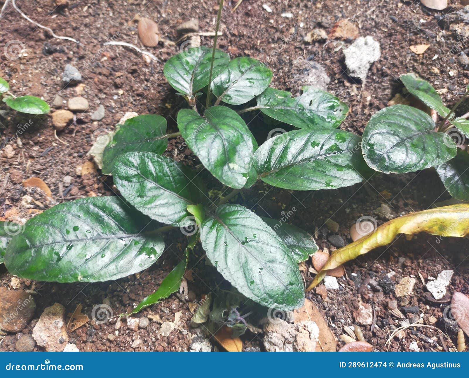 Capture a Wild Plant on Soil Under the Sun Stock Photo - Image of plant ...