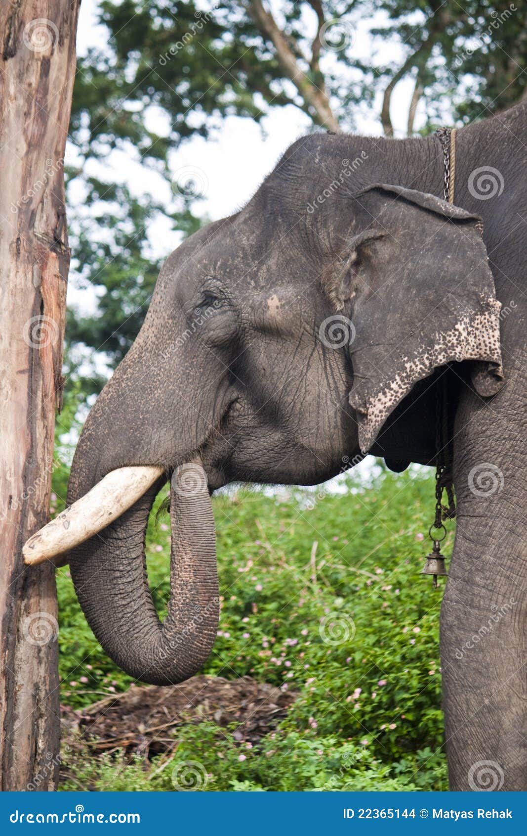 Captured asian elephant stock photo. Image of huge, fauna - 22365144