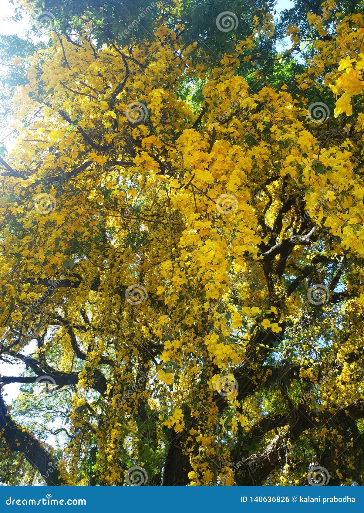 Blooming pera stock photo. Image of seoson, blossoms - 140636826