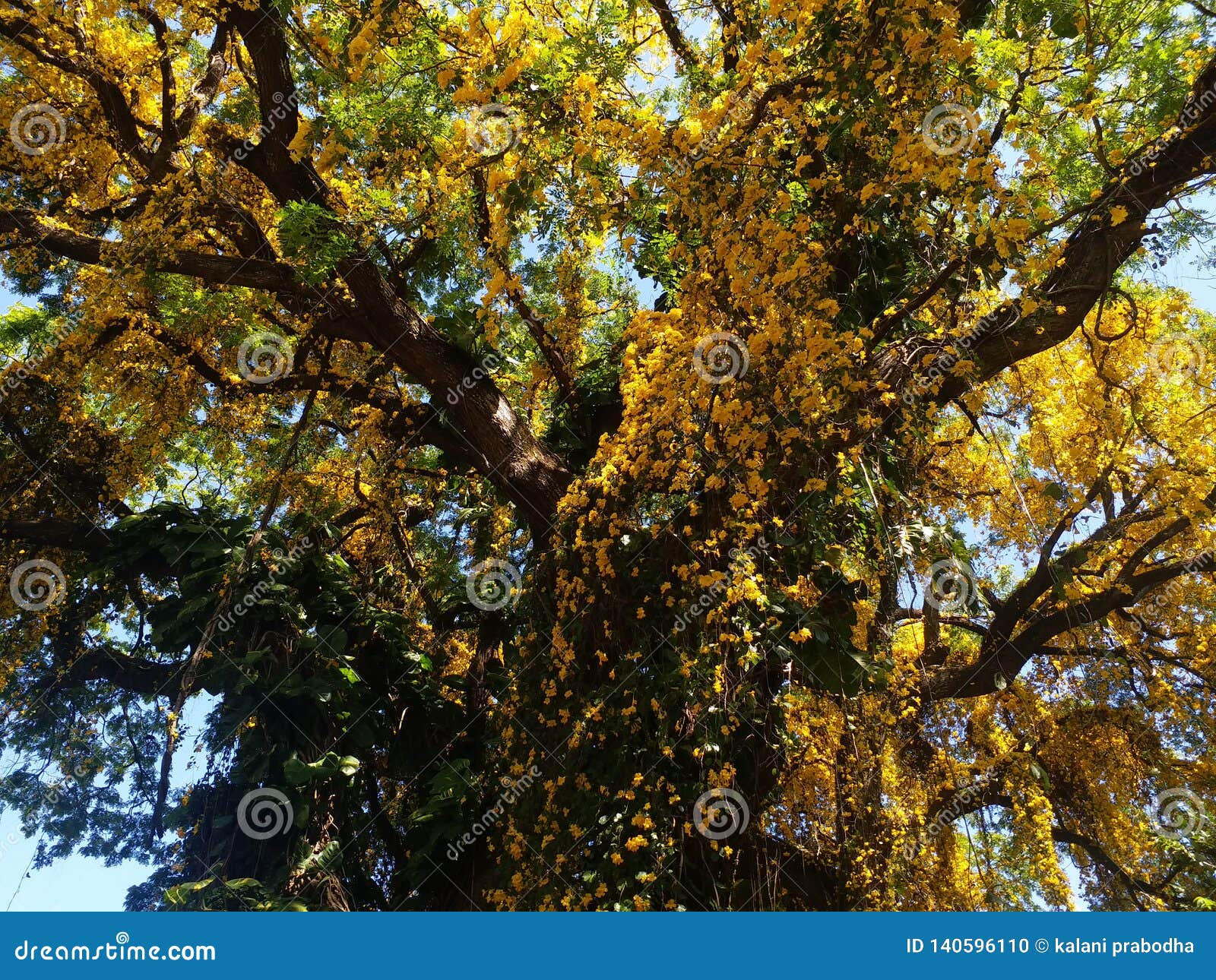 Blossoms @ pera stock photo. Image of captured, blossoms - 140596110