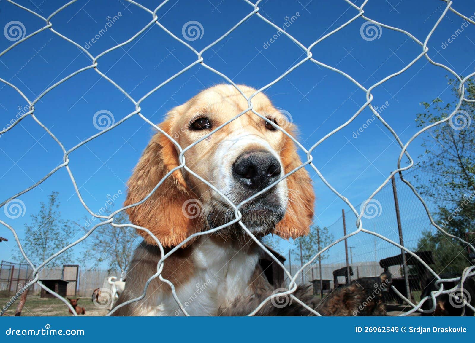 Captured dog stock image. Image of homeless, adopt, abandoned - 26962549