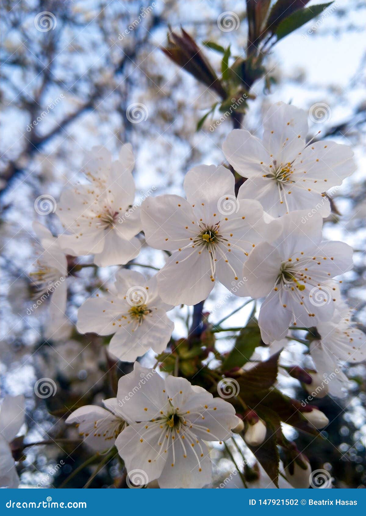 Captured the First Flowers in this Year Stock Photo - Image of world ...