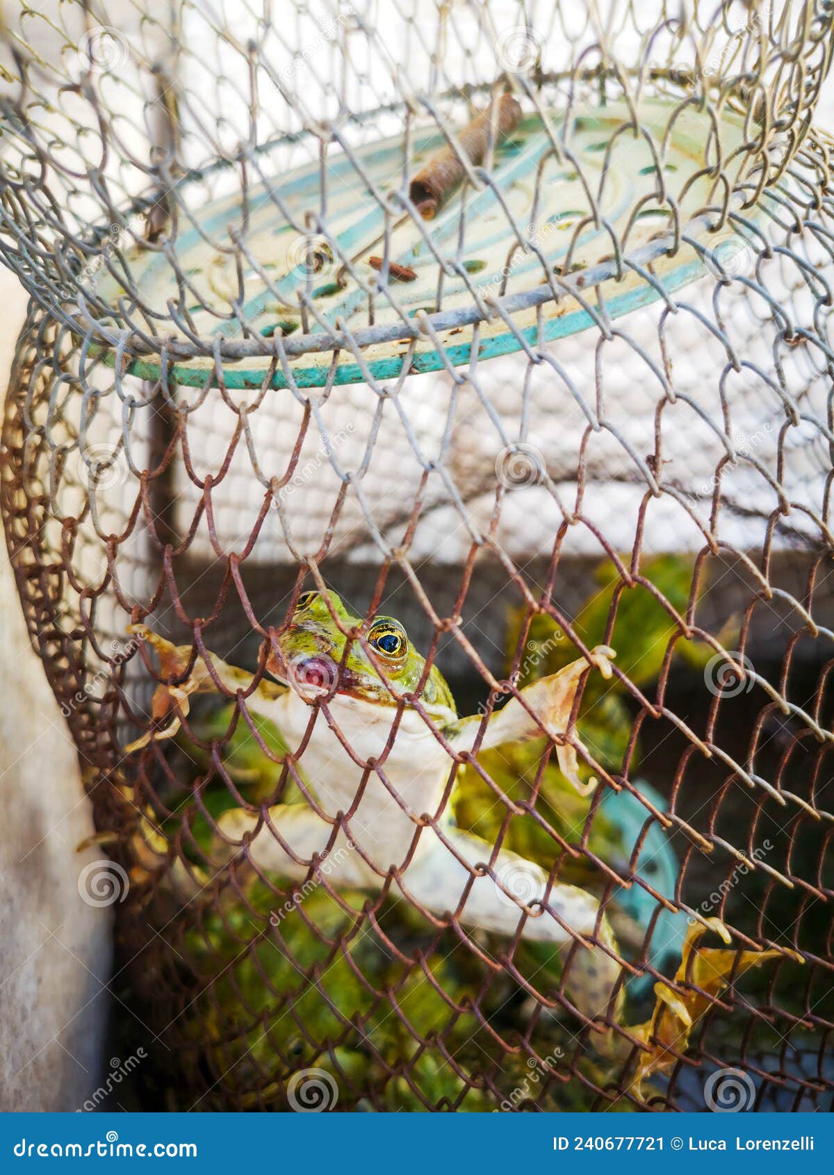 A Captured Frog is Trapped in the Net Stock Image - Image of animalist ...