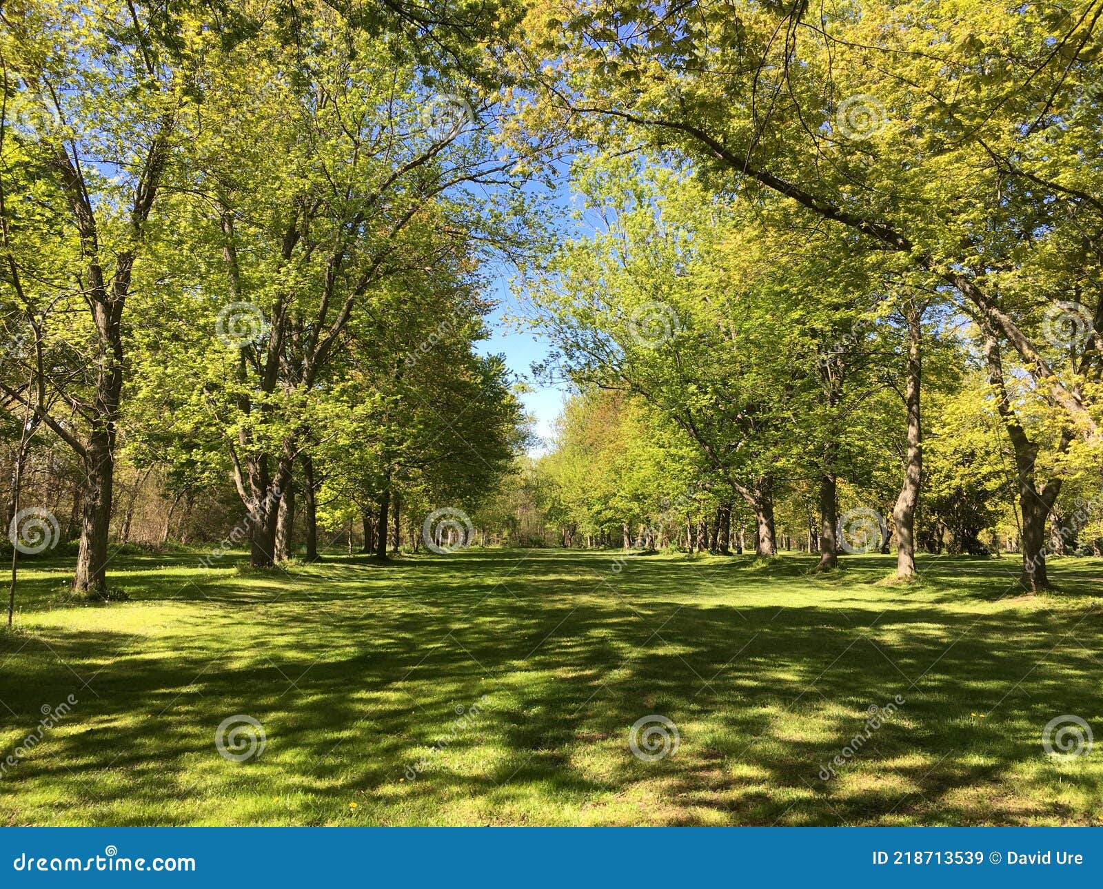 A Meadow between Rows of Trees Stock Image - Image of meadow, deciduous ...
